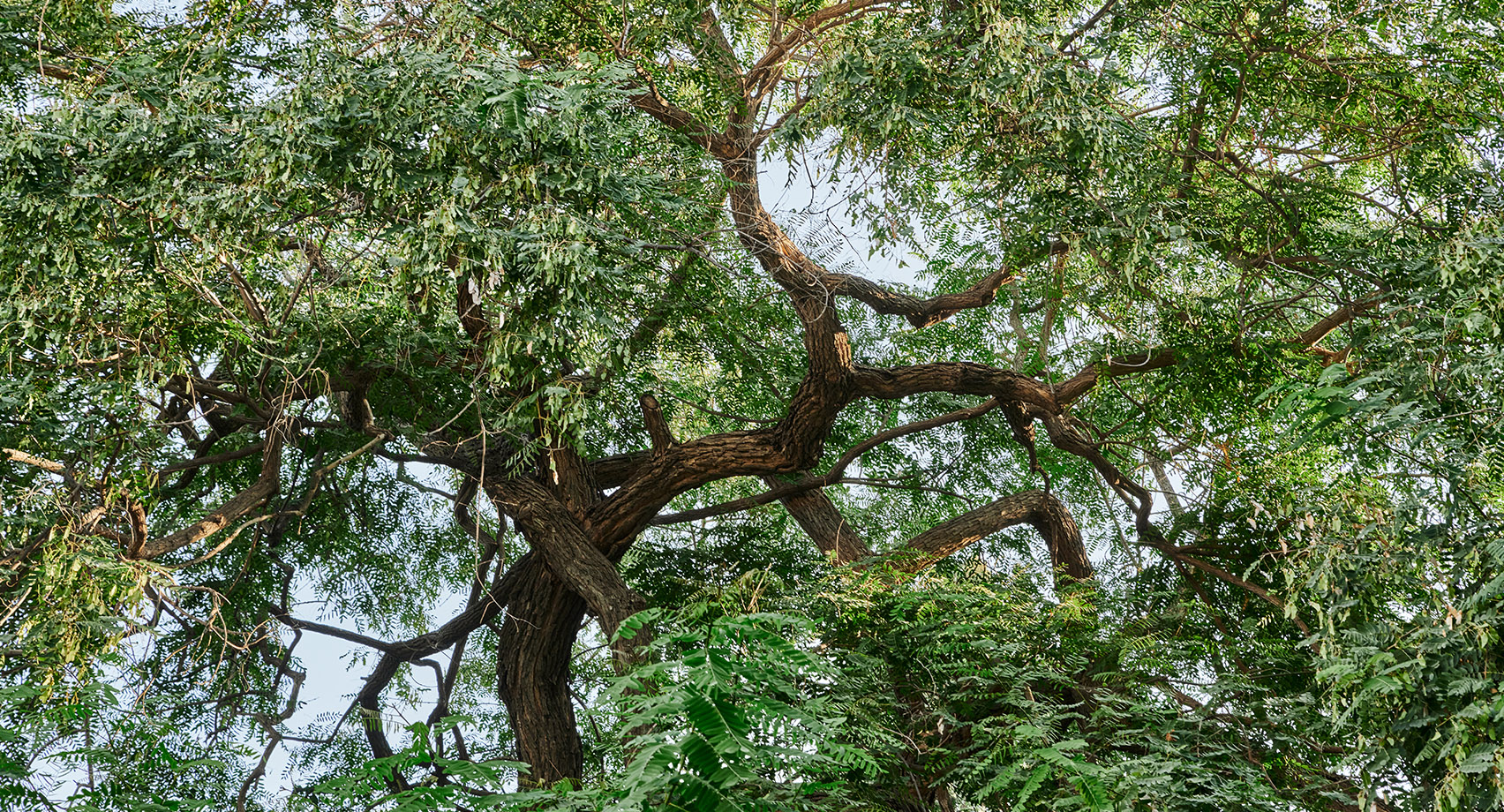 Zunz 20-34 - White City Group