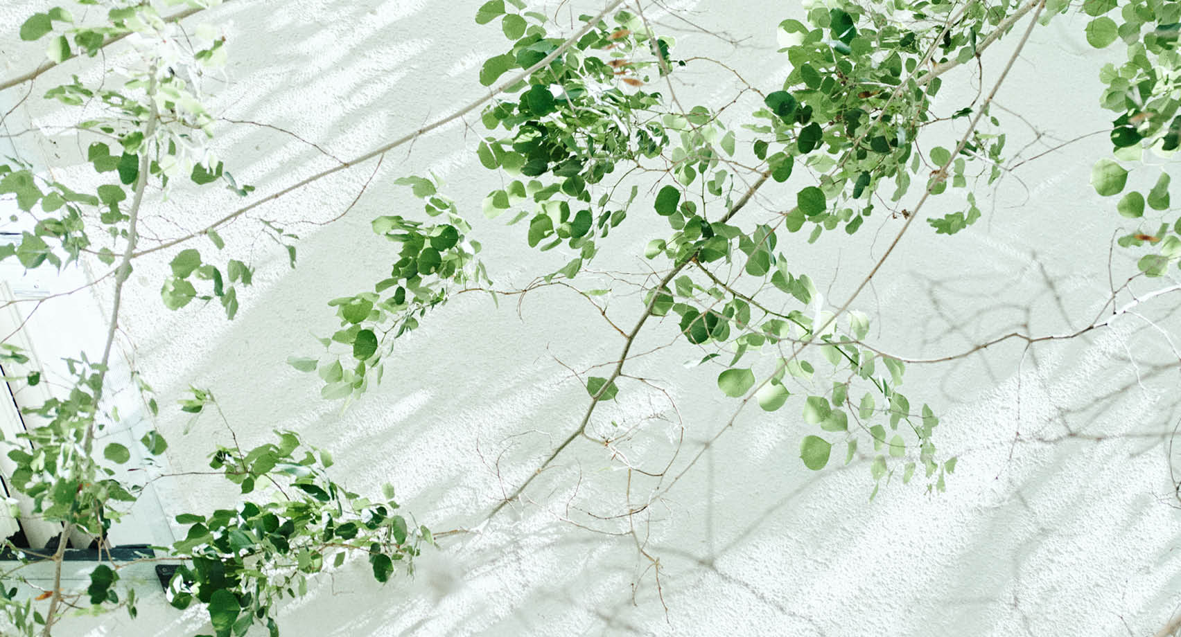 Jabotinsky 151-153 - White City Group